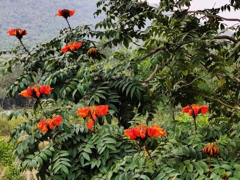 Koraput – How we experienced a piece of heaven – East Indian Traveller